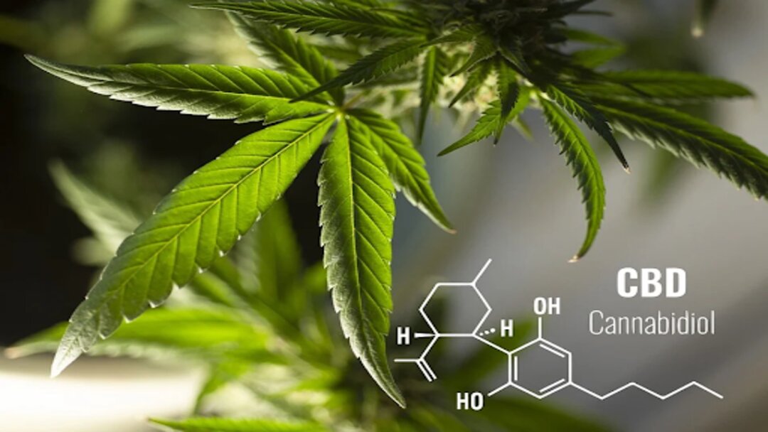 CBD and Drug Interactions: What You Need to Know – Herbal Ice